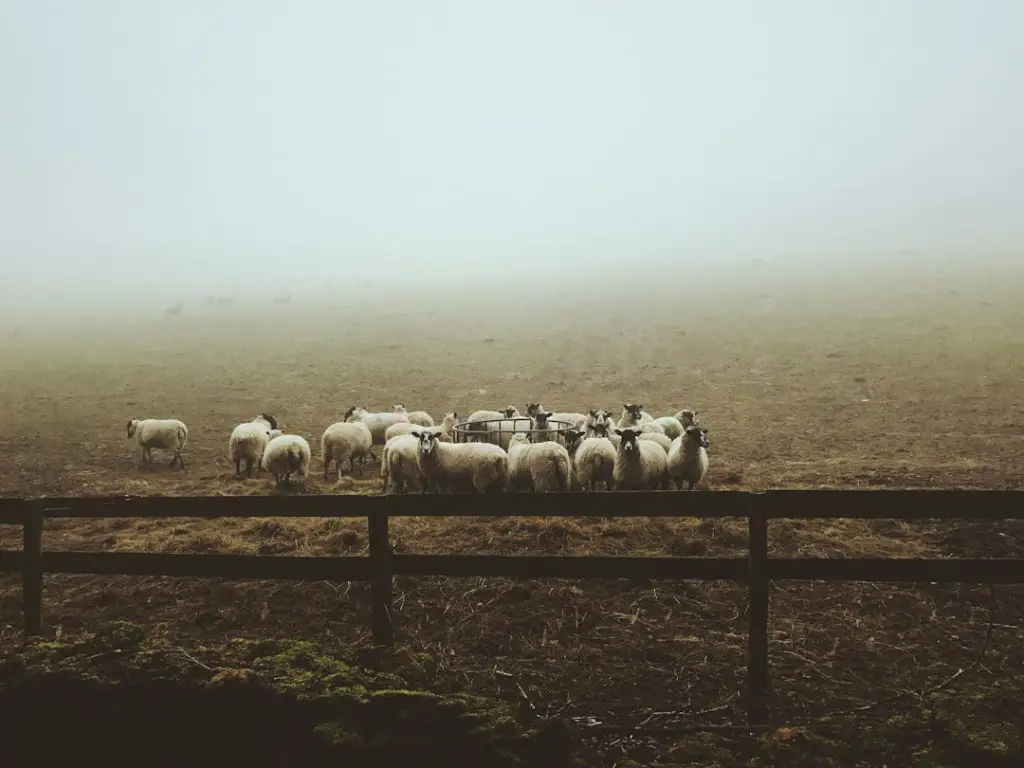 how to keep geese out of your yard