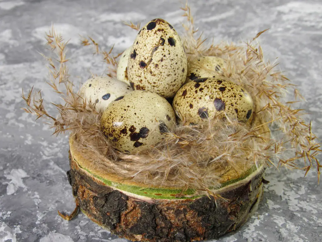 northern bobwhite quail breeds