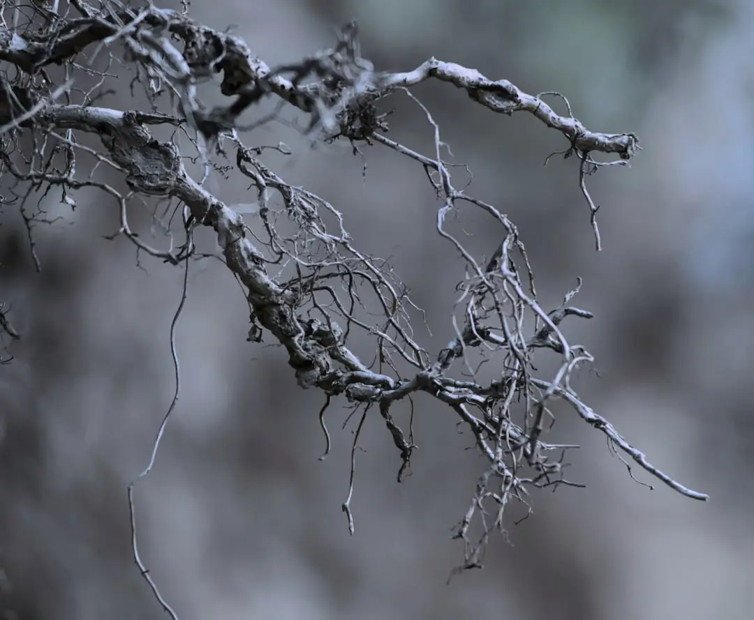 silver quail breeding