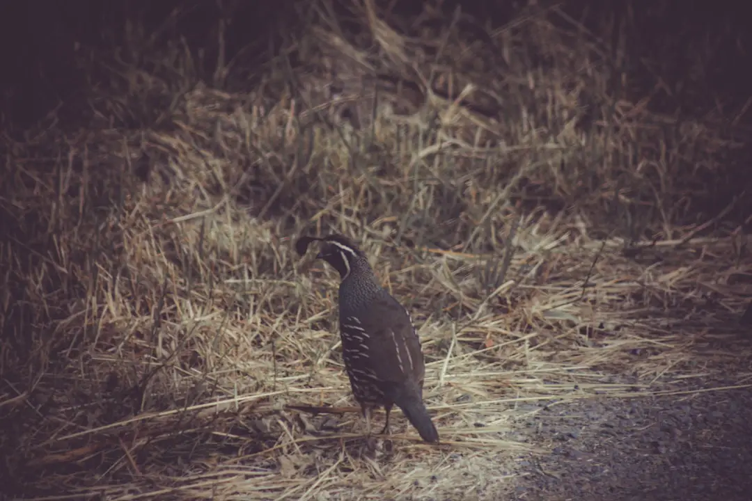 quail breeder pellets
