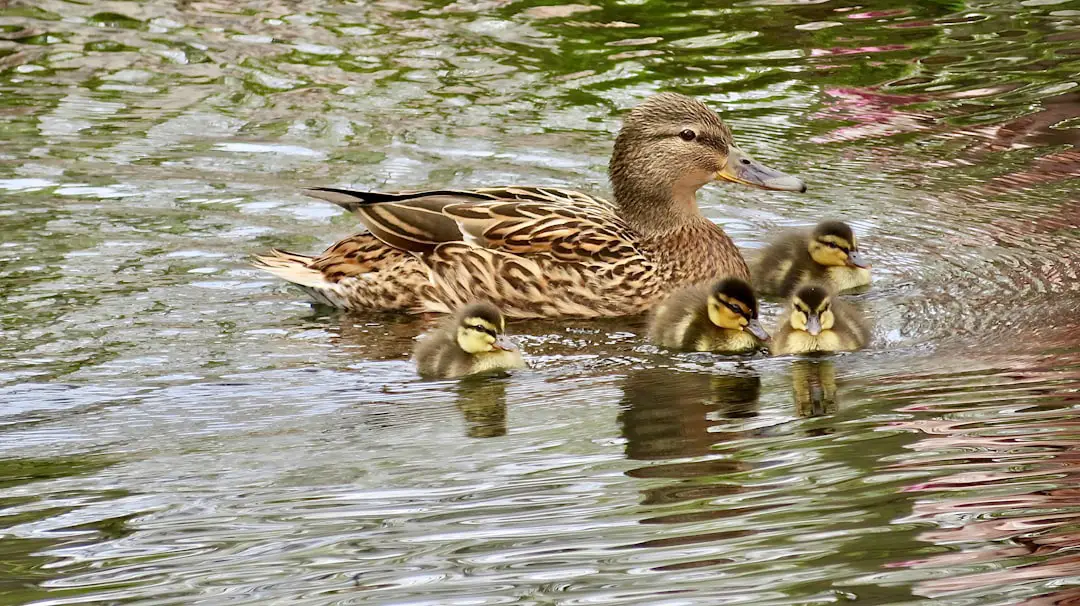 duck breeds duckling pictures