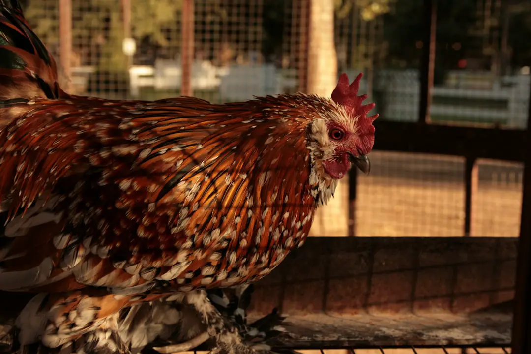 1top 10 guinea fowl breeds