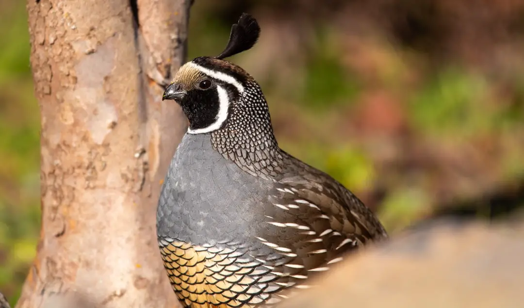 different breeds of quails with pictures