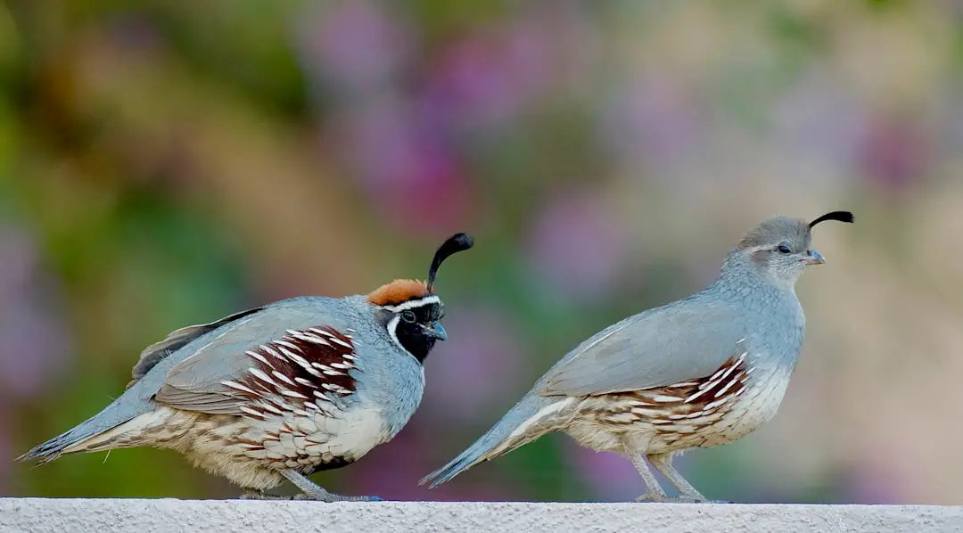 elegant quail breeding