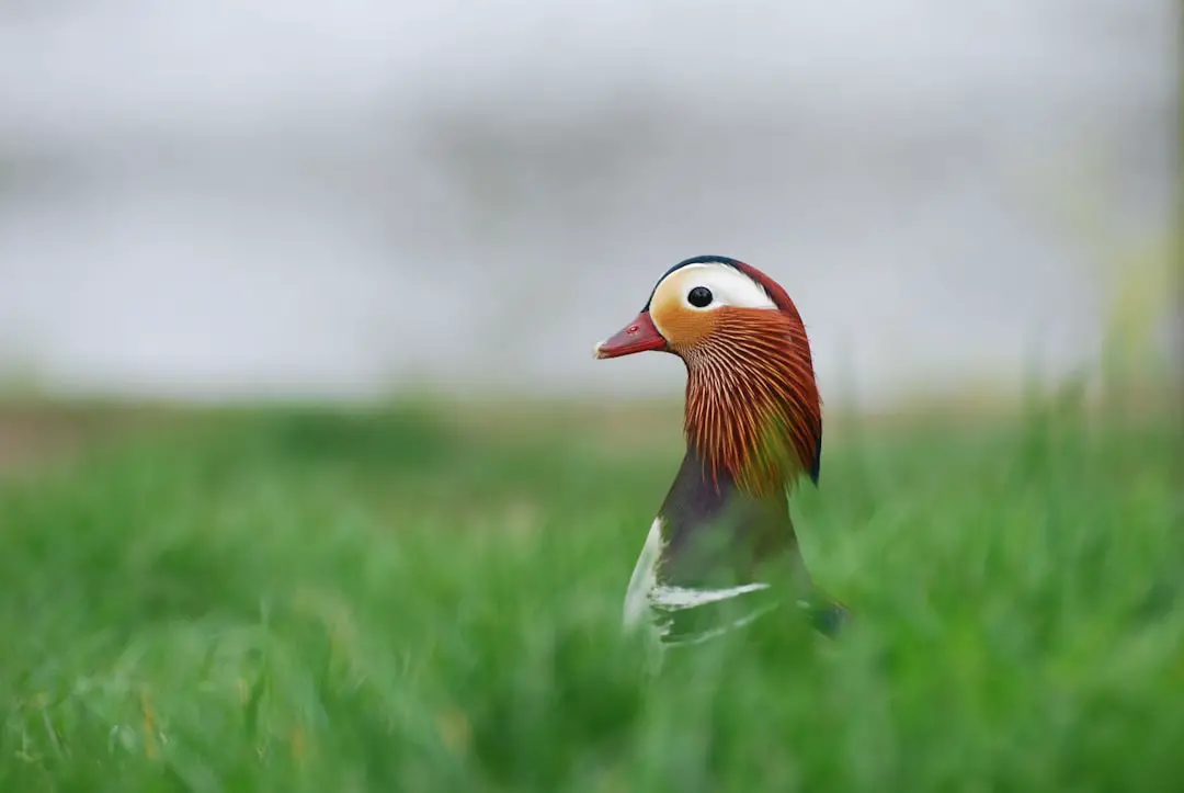 best egg producing duck breeds