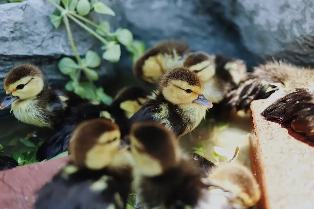 florida quail breeder