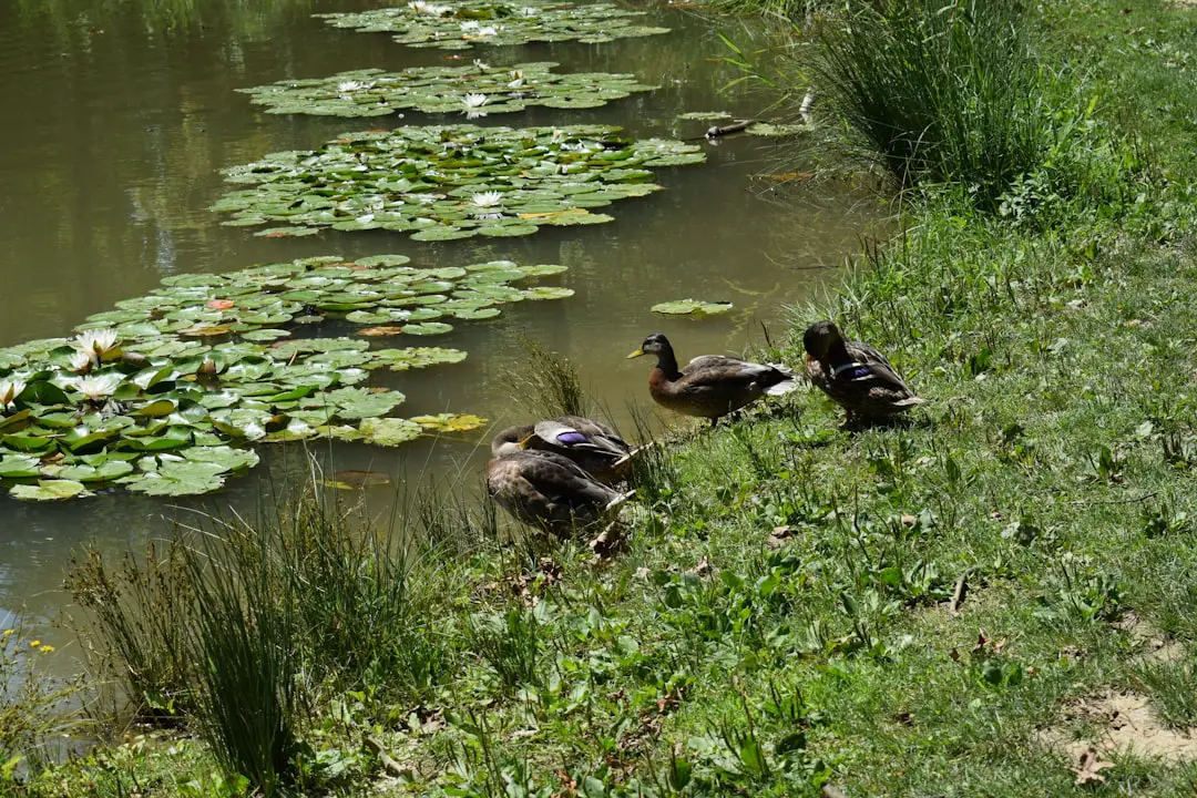 small wild duck breeds