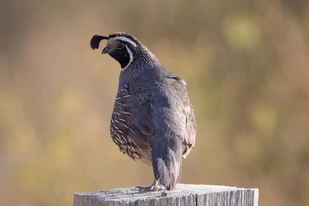 giant quail breeds