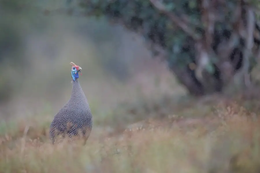 breeds of guinea fowl and their characteristics