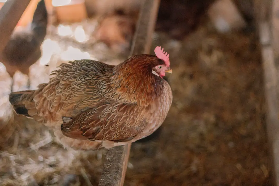 how to keep baby chickens cool in hot weather